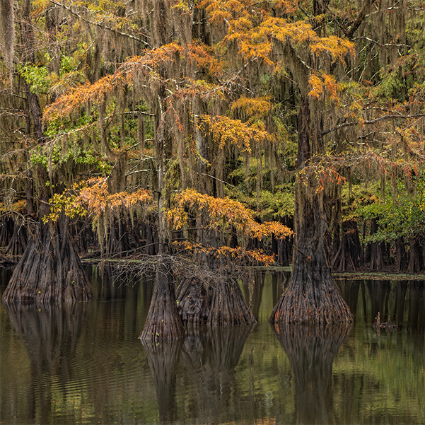 Caddo Lake Cypress Swamps Adam Jones Photography
